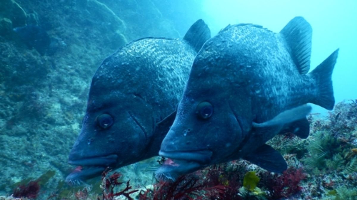 Peixe Javali: Tudo o que Você Precisa Saber Sobre Esse Fascinante ...