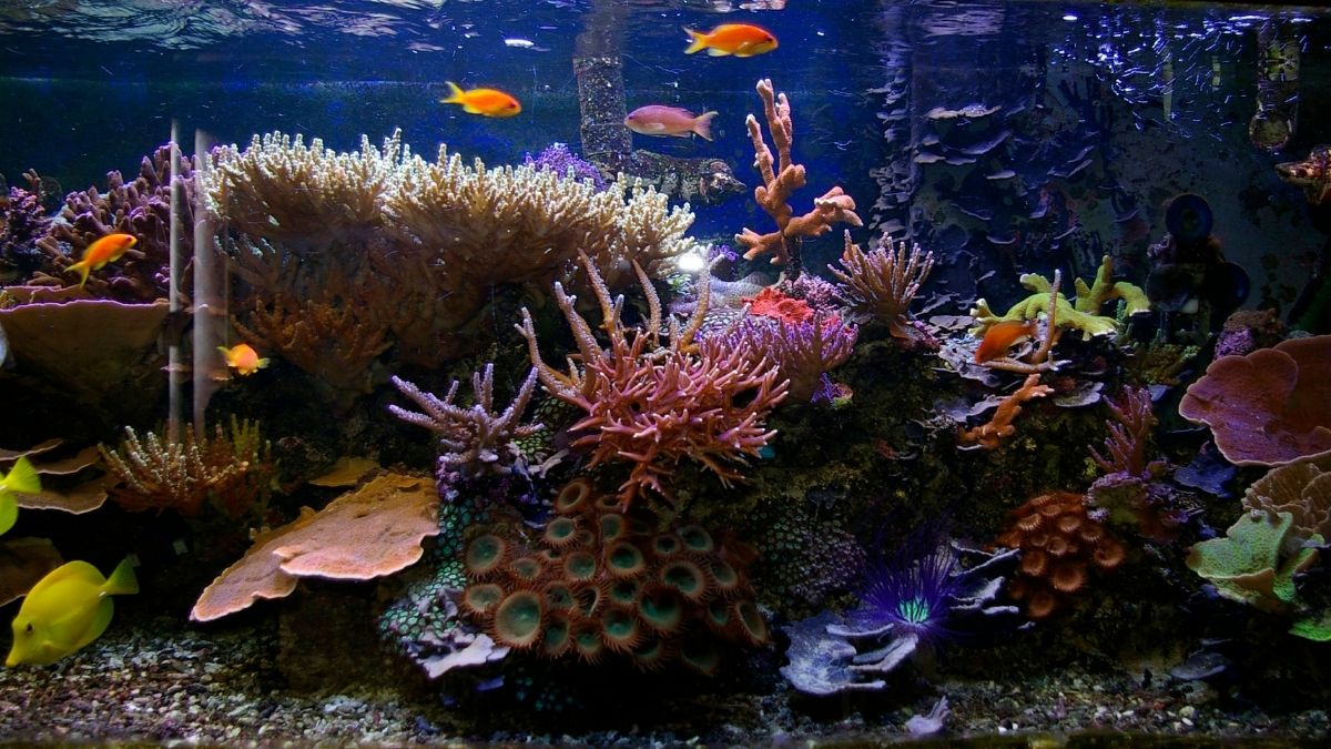 O que é Jardineira de musgo Flame Moss e tudo o que você precisa saber?