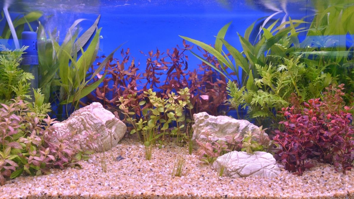 O que é Filtro biológico para aquário e tudo o que você precisa saber?